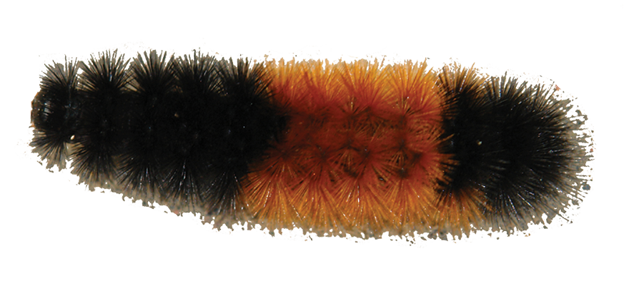 woollyBear CaterpillarWEB – Riverwest Currents